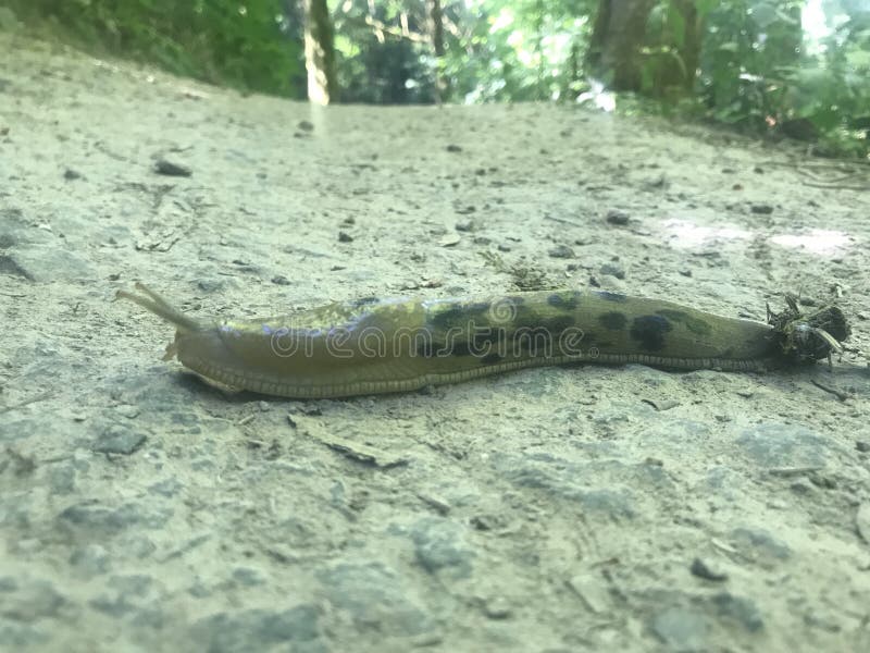 Slow moving stock image. Image of oregon, trail, moving - 121158325