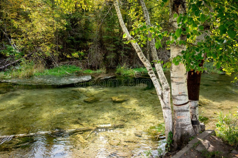 Slow Moving Spear Fish Creek Stock Photo - Image of spring, flowing ...