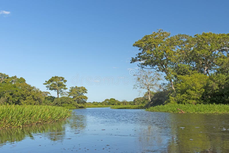 Slow Moving Stream in the Pantanal Wetlands Stock Image - Image of ...