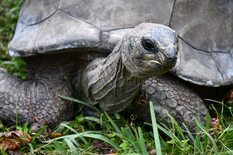 A Slow Moving Tortoise stock photo. Image of leaf, alone - 253053148
