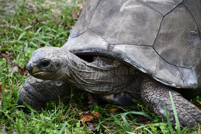 A Slow Moving Tortoise stock image. Image of park, giant - 253053153
