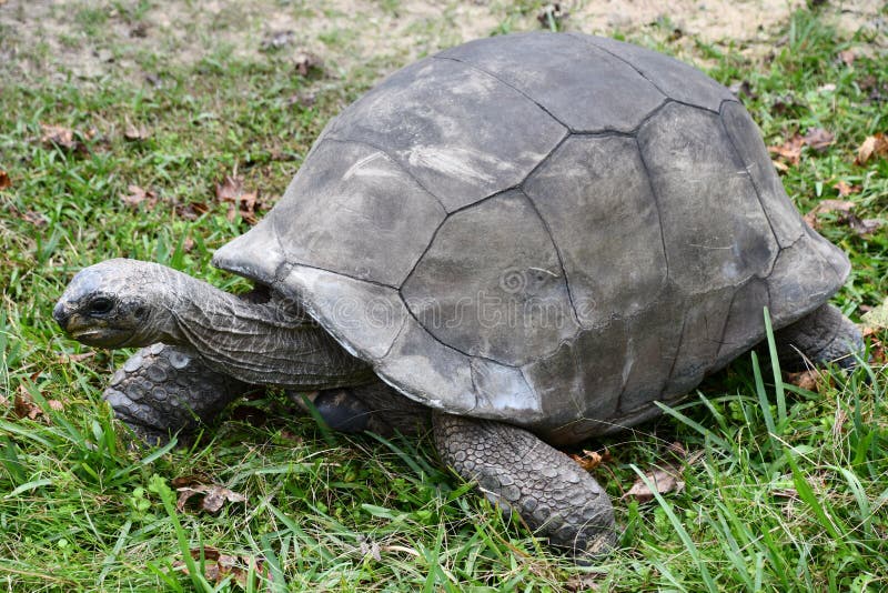 A Slow Moving Tortoise stock image. Image of portrait - 253053159