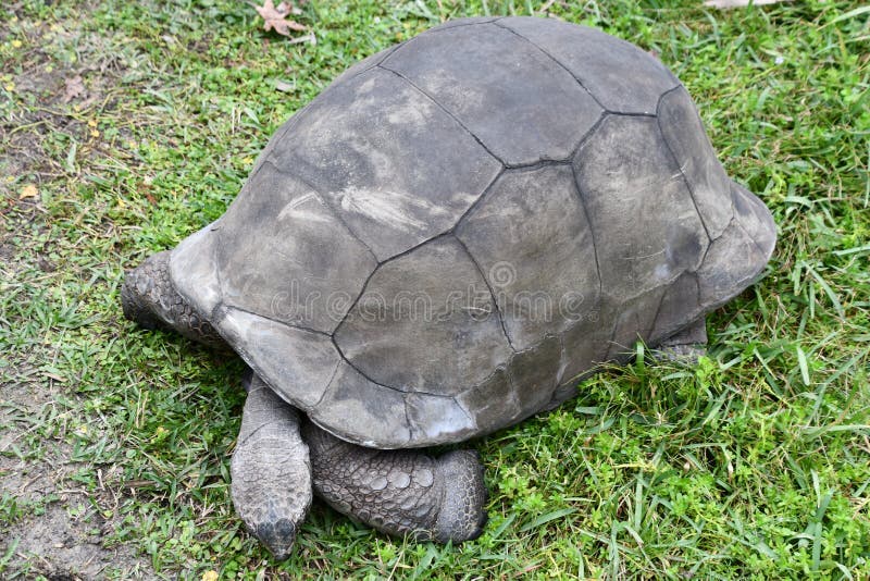 A Slow Moving Tortoise stock image. Image of closeup - 253053161