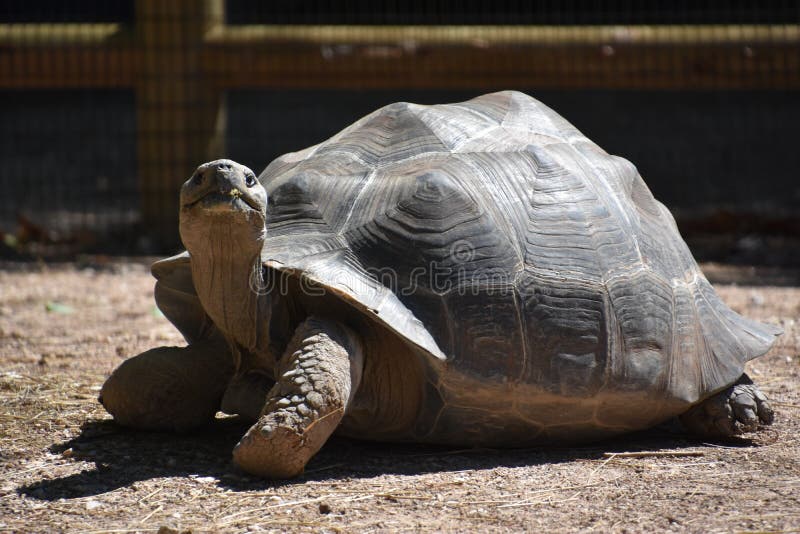 A Slow Moving Tortoise stock image. Image of life, park - 150013833