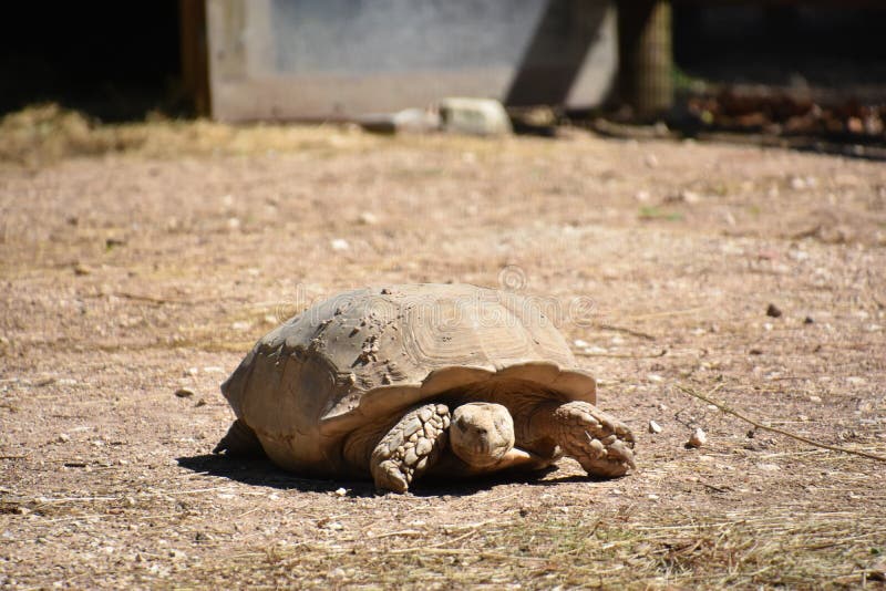 A Slow Moving Tortoise stock photo. Image of life, animal - 150013870