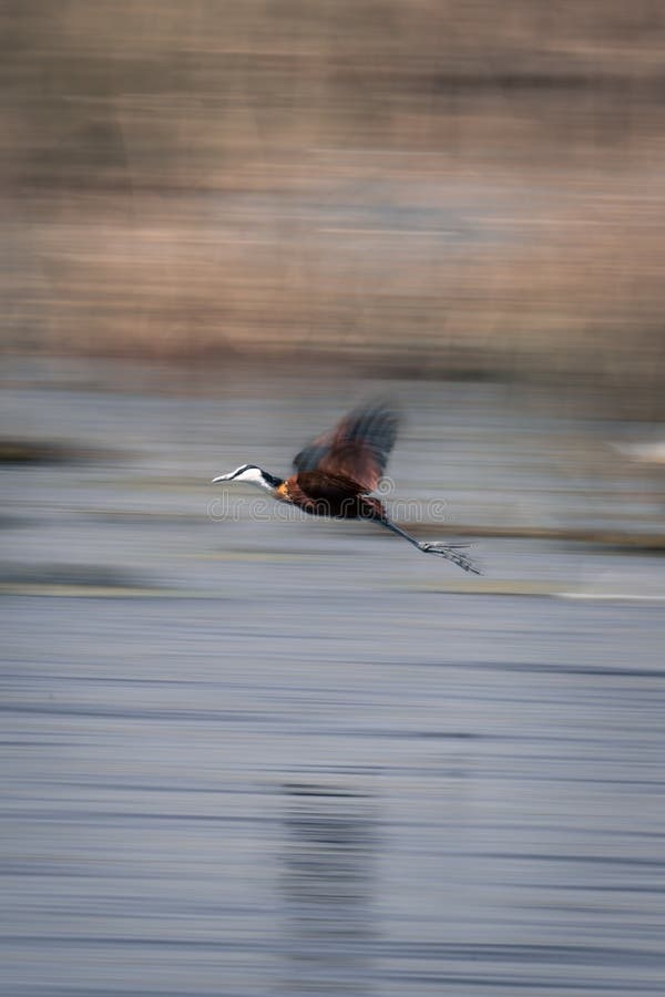Slow Pan of African Jacana Over Water Stock Photo - Image of africa ...