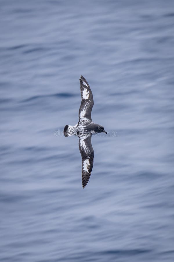 Slow Pan of Cape Petrel Over Ocean Stock Photo - Image of polar, ocean ...