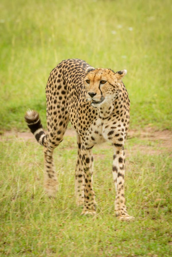 Slow Pan of Cheetah Crossing Short Grass Stock Photo - Image of mara ...