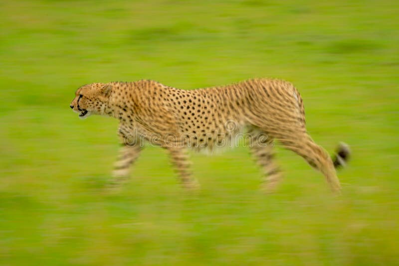 Slow Pan of Cheetah Walking in Grass Stock Photo - Image of jubatus ...
