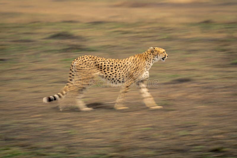Slow Pan of Cheetah Walking through Savanna Stock Image - Image of ...