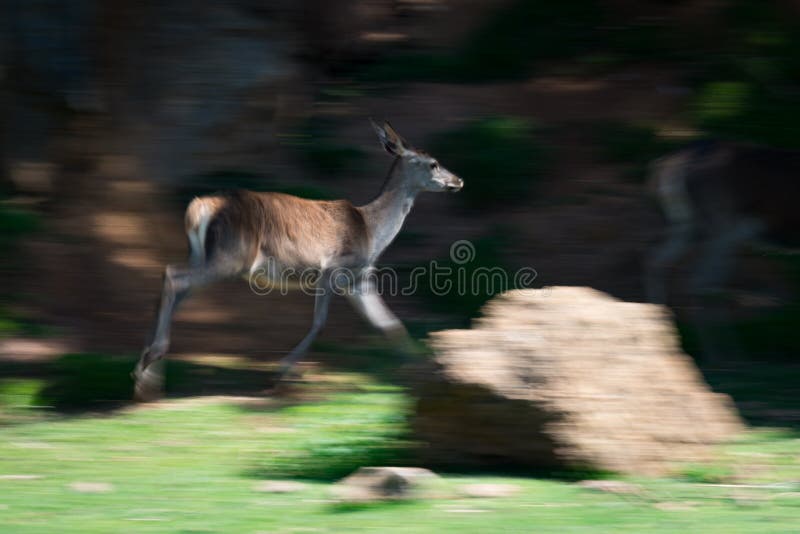 Slow Pan of Deer Running Past Rock Stock Photo - Image of rock, slow ...