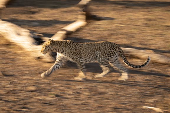 Slow Pan of Female Leopard Passing Logs Stock Image - Image of park ...