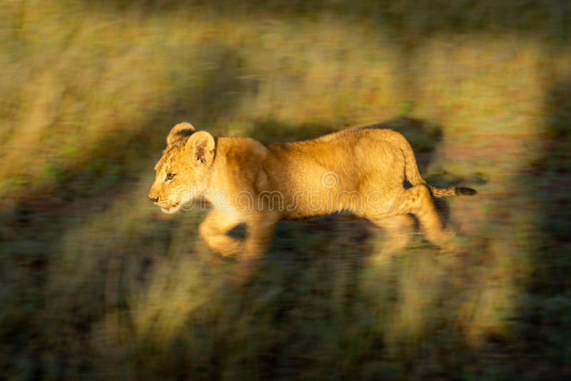 Slow Pan of Lion Cub in Grass Stock Photo - Image of africa, predator ...
