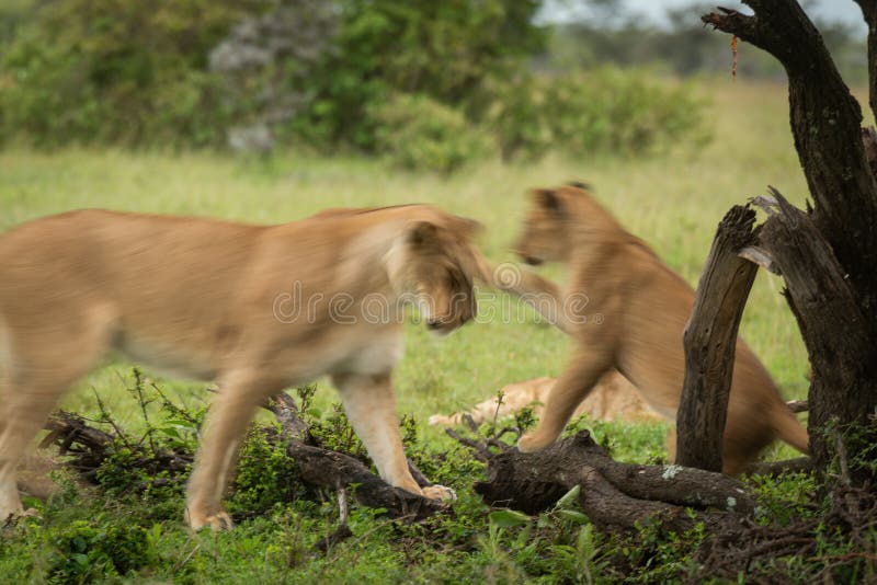Slow Pan of Lion Cub Slapping Mother Stock Image - Image of savannah ...