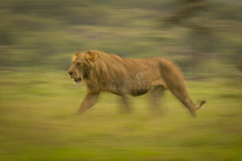 Slow Pan Male Lion Grass Stock Photos - Free & Royalty-Free Stock ...