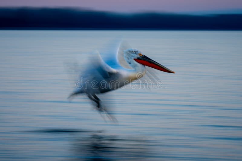 Slow Pan of Pelican Flying Across Lagoon Stock Photo - Image of europe ...