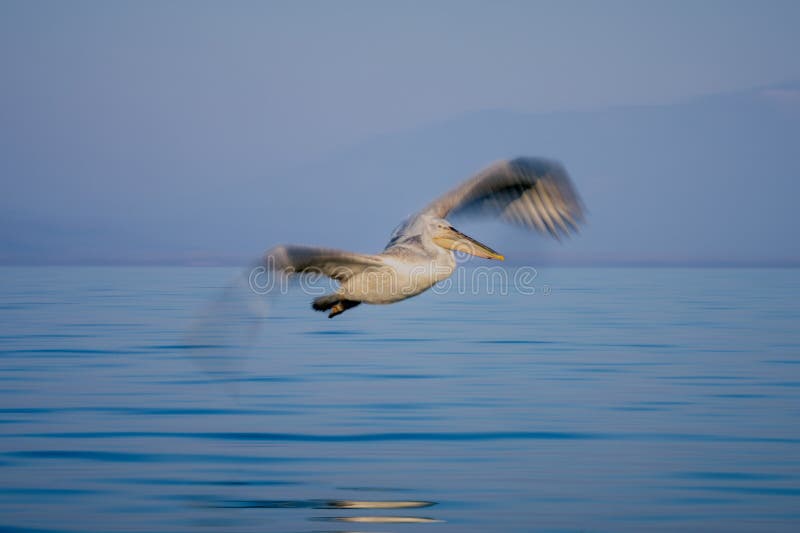 Slow Pan of Pelican Flying Over Water Stock Photo - Image of nature ...
