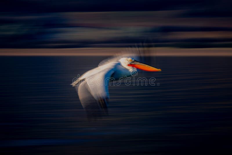 Slow Pan of Pelican Gliding Down Beach Stock Image - Image of greece ...