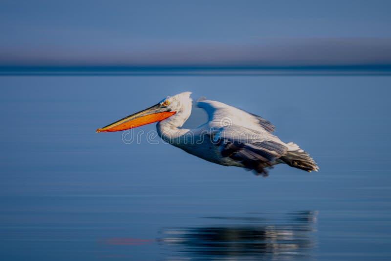 Slow Pan of Pelican Gliding Over Water Stock Photo - Image of landscape ...