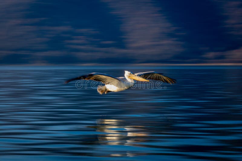 Slow Pan of Pelican Swooping Over Waves Stock Image - Image of water ...