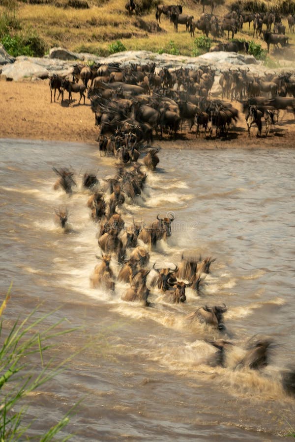 Slow Pan of Wildebeest Crossing Shallow Stream Stock Photo - Image of ...