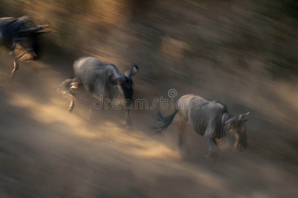 Slow Pan of Wildebeest Galloping Down Riverbank Stock Image - Image of ...