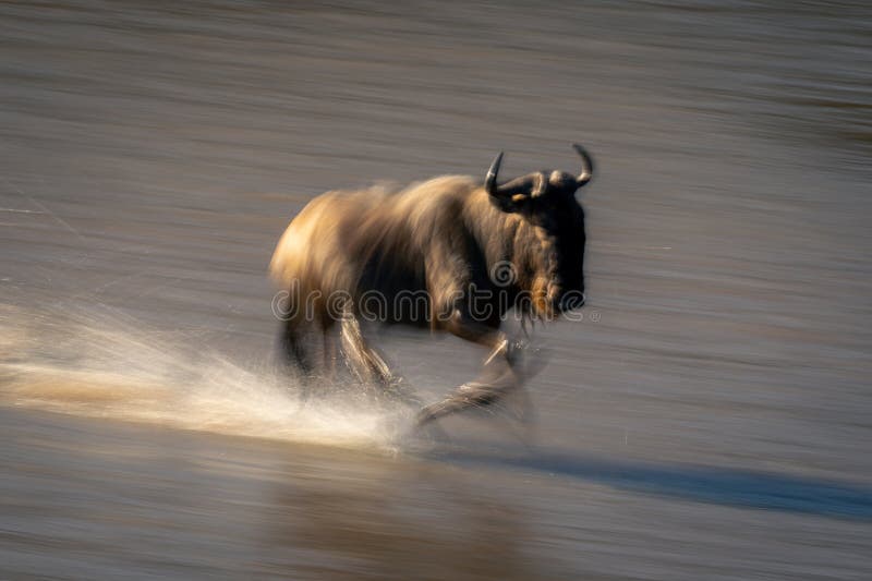 Slow Pan of Wildebeest Galloping through Mara Stock Photo - Image of ...