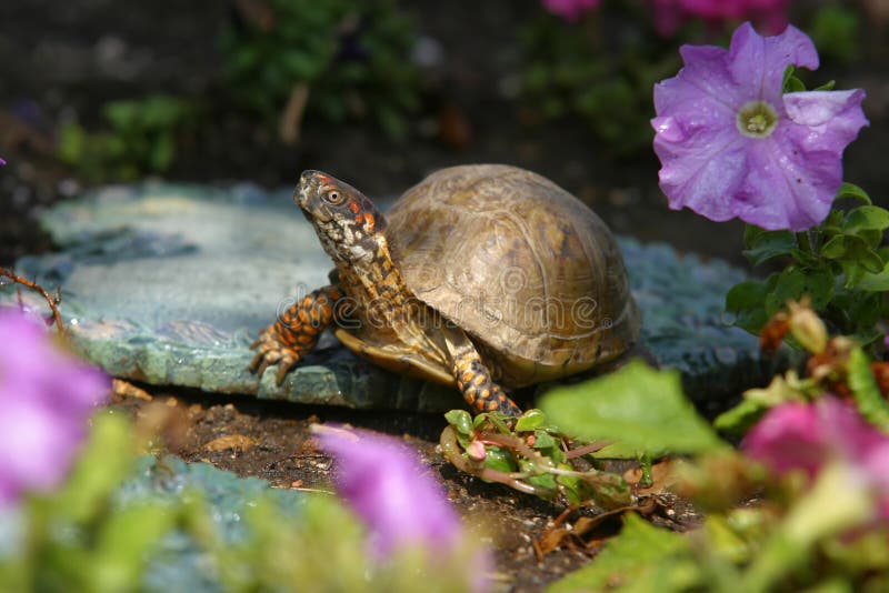 Slow Poke stock photo. Image of isolate, pattern, relax - 891490
