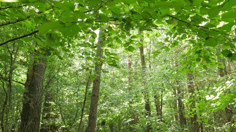 Slow POV Walking through Pathway Along a Green Forest Stock Video ...