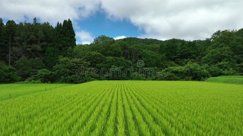 Slow Pullback Over Neat Rows of Green Rice in Field by Forest Stock ...