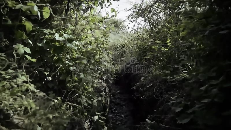 Slow Push-in on Overgrown Trenches Stock Video - Video of crank ...