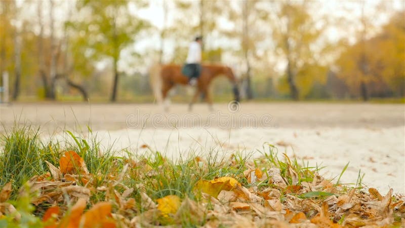 Slow Riding a Horse. Horse Riding Training Stock Video - Video of ranch ...