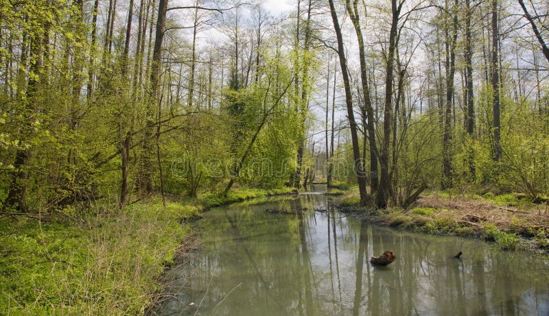Slow River Flowing Across Forest Stock Image - Image of april, poland ...