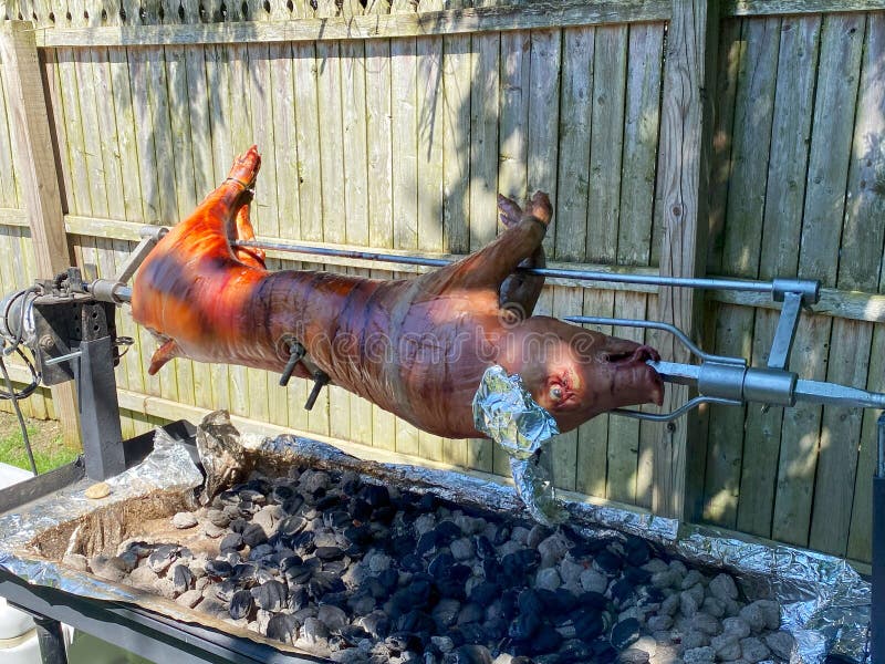 Slow Roasting a Whole Pig on a Barbecue Pit in a Backyard Setting ...