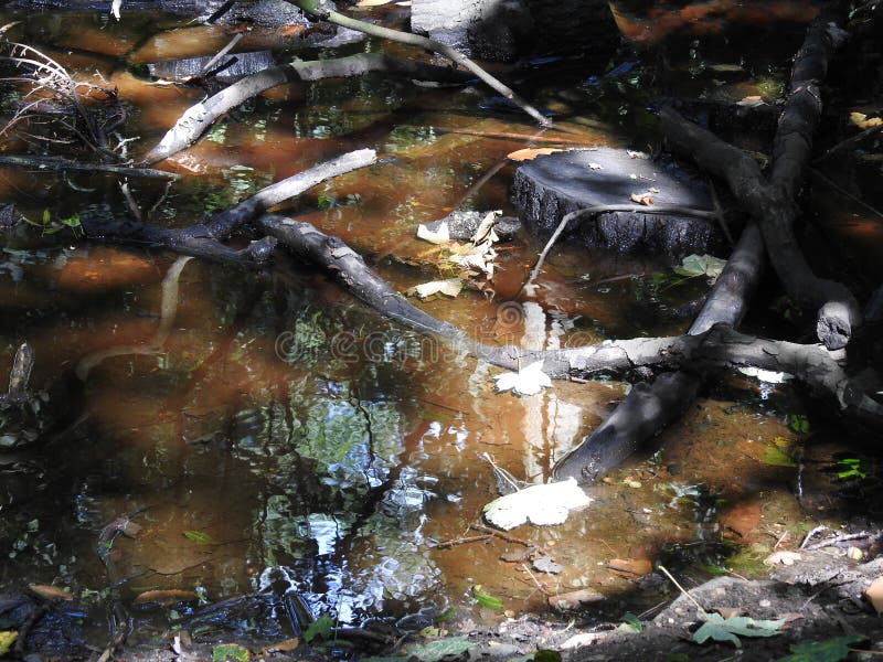 Stream pebbles sticks stock photo. Image of branches - 194570990