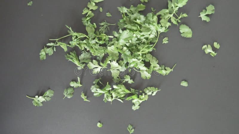 Slow Shooting, Parsley Leaves Slowly Fall on a Black Background Stock ...