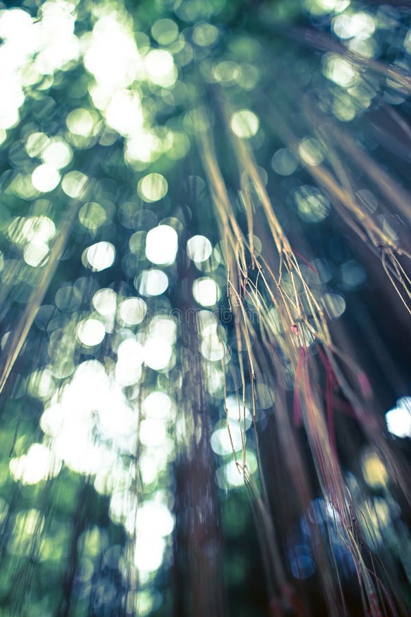 Slow Shutter Long Exposure Blur of Hanging Tree Branches Against ...