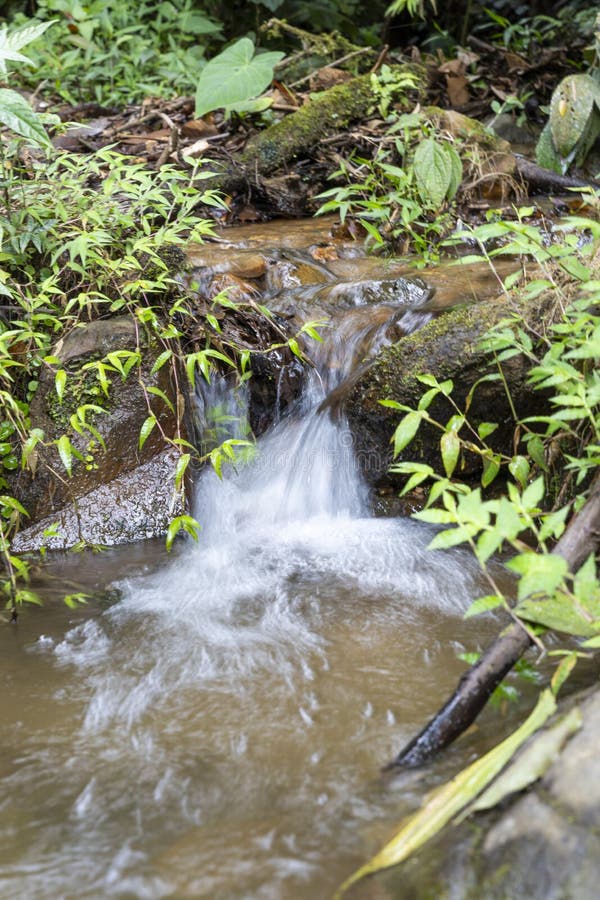 Slow Shutter Photography of a Small Creek in the Cloud Forest Stock ...