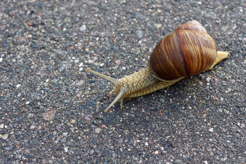 Slow snail stock photo. Image of silt, lonely, phlegm - 2455626