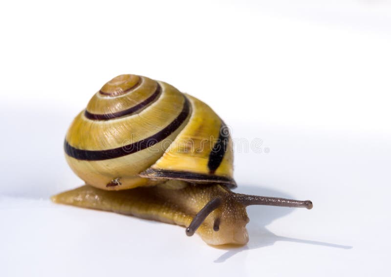 Slow snail stock photo. Image of progress, metaphor, snail - 26202604