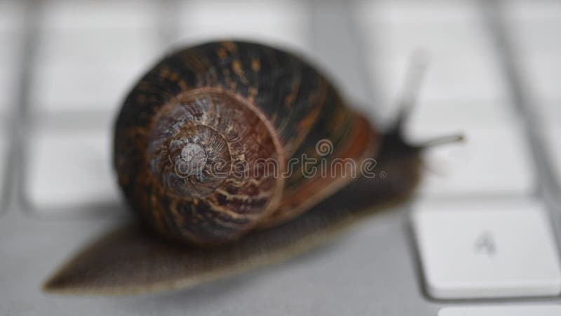 Slow Snail Crawling on Computer Keyboard Stock Video - Video of buttons ...
