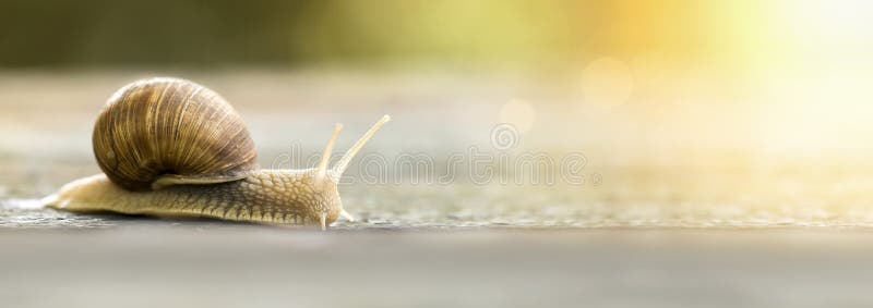 Slow snail stock photo. Image of outdoor, slowly, moss - 70030164