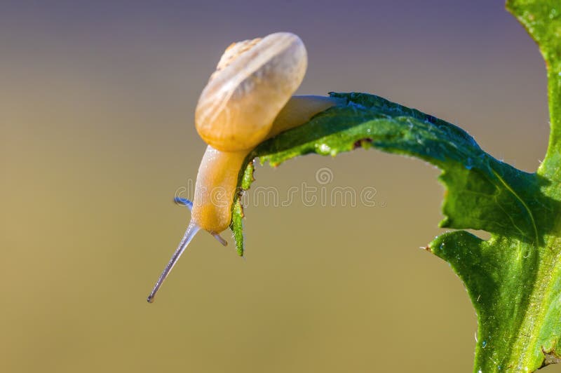 Slow snail stock photo. Image of silt, lonely, phlegm - 2455626