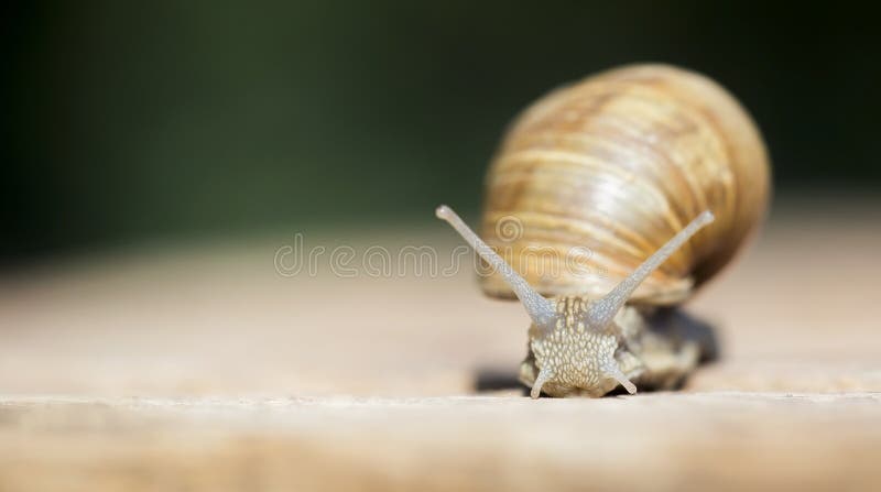 Slow Snail Web Banner with Copy Space Stock Image - Image of space ...