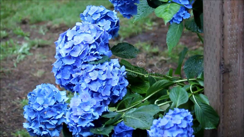 Slow Spring Rain on Hydrangeas Stock Video - Video of botanical, dreamy ...