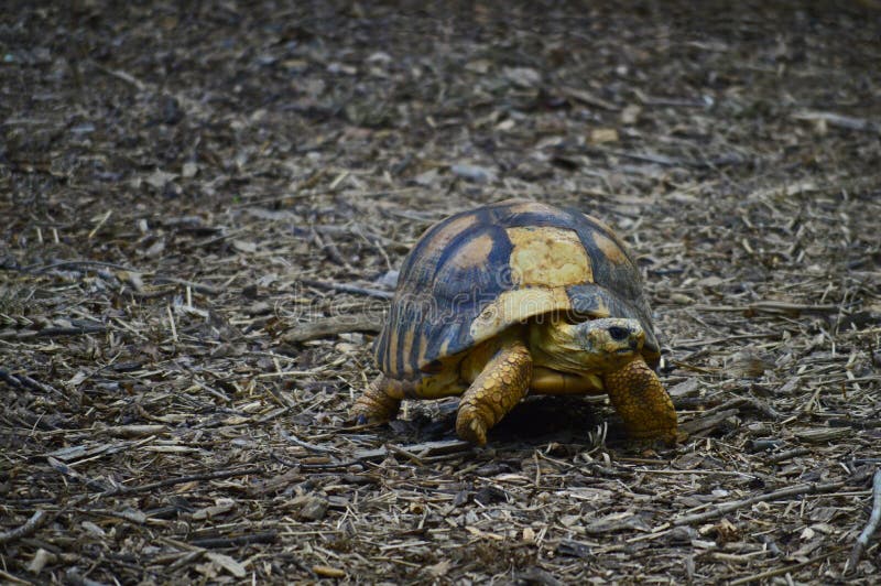 Slow and Steady stock photo. Image of isolated, animal - 32644908