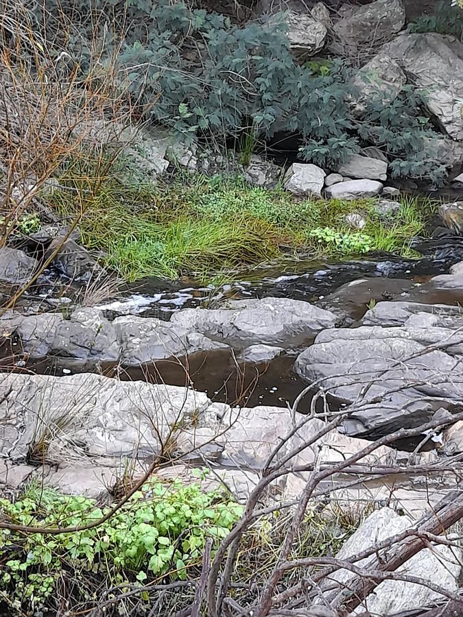 Slow stream in the bush stock photo. Image of nature - 227685420