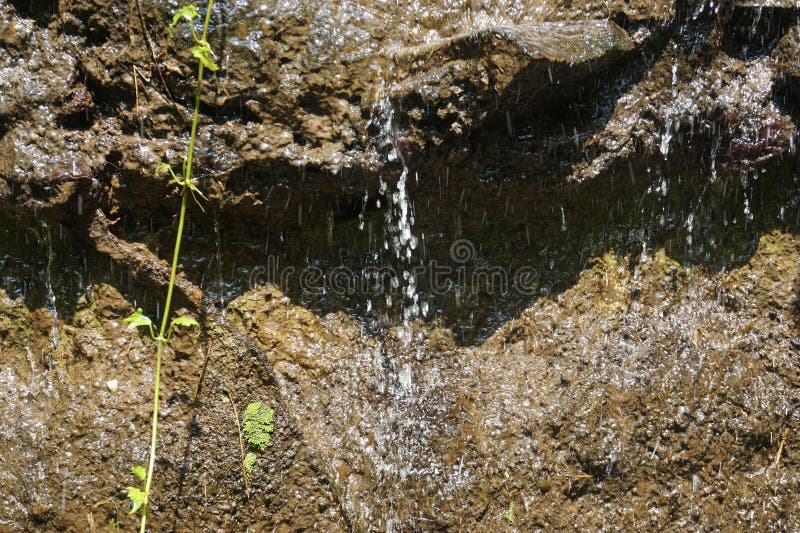 A Slow, Thin Stream of Water Trickling Down the Surface of a Mossy Rock ...