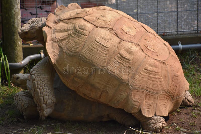 A Slow Tortoise stock photo. Image of seychelles, leaf - 131166966