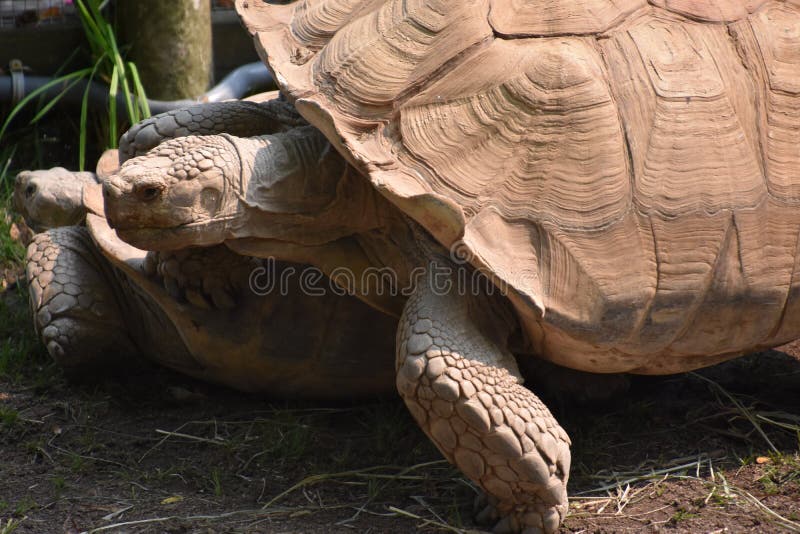 A Slow Tortoise stock photo. Image of seychelles, leaf - 131166966